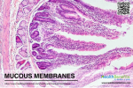 What are Mucous membranes? - Health Benefits