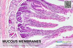 What are Mucous membranes? - Health Benefits
