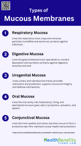 Types of Mucous Membranes | Health Benefits