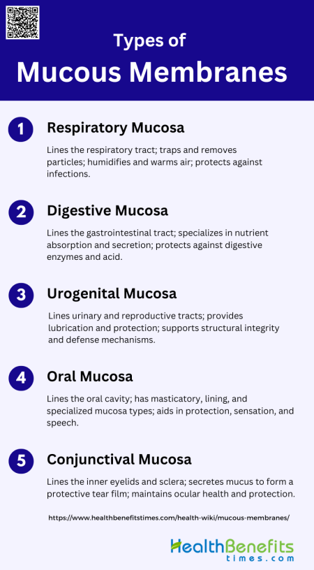 What are Mucous membranes? - Health Benefits
