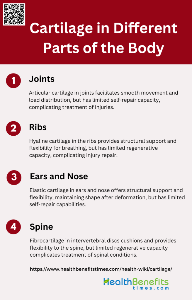 What is Cartilage - Health Benefits