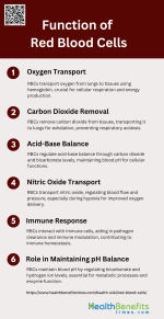 What is Red Blood Cells (RBC): Their Structure and Function and normal ...