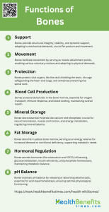 Functions of Bones | Health Benefits