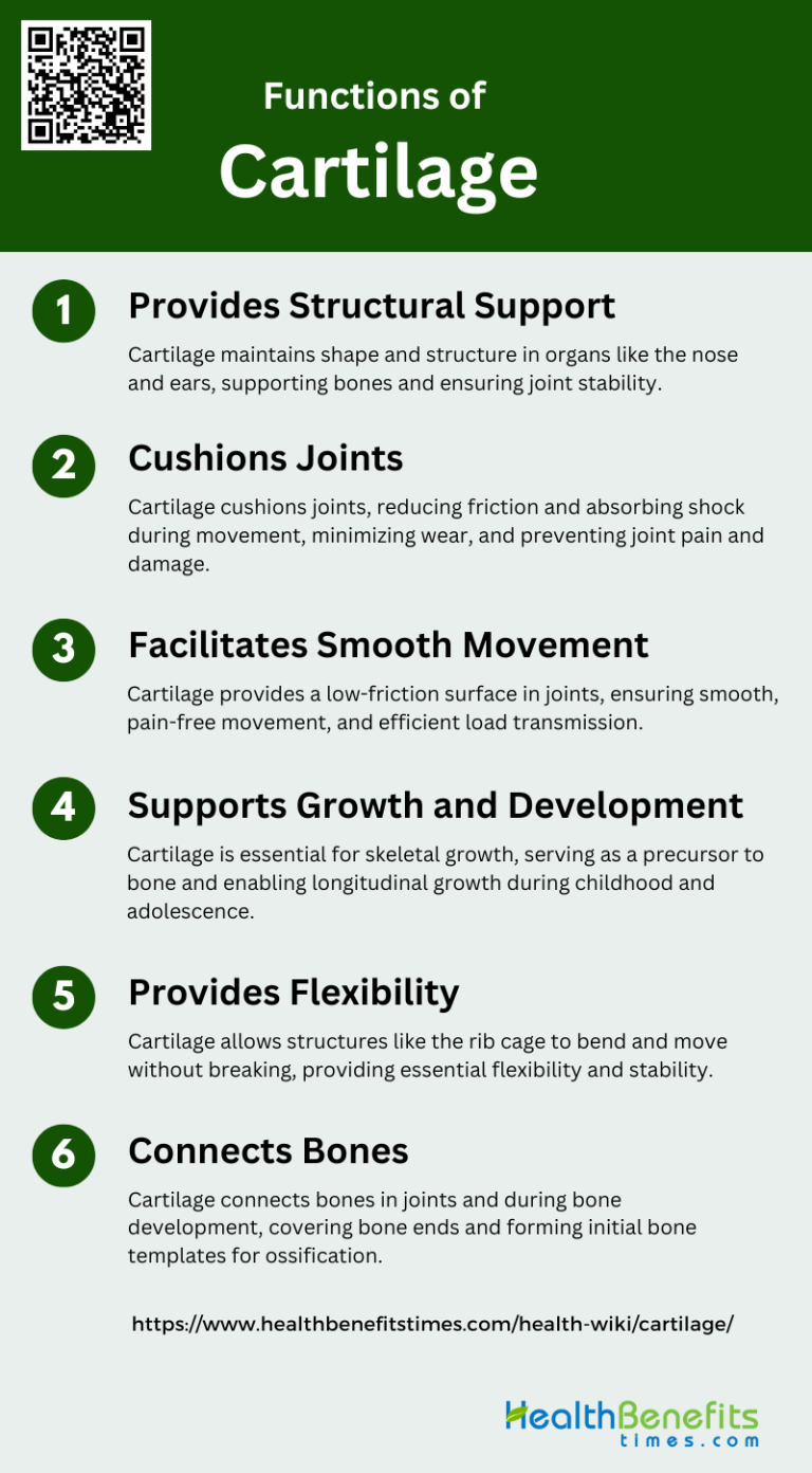 What is Cartilage - Health Benefits