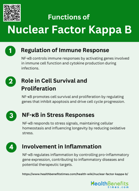 What Is Nuclear Factor Kappa B (NF-κB) - Health Benefits