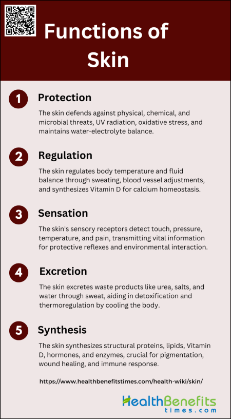 What is Skin: Layers and Function - Health Benefits