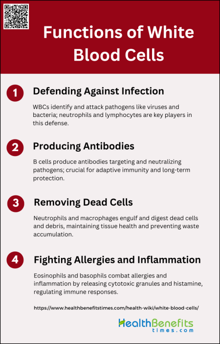 What is White Blood Cells (WBC): Types, Function and Normal Ranges ...