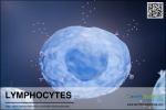 Lymphocytes: Function, Definition, Levels & Ranges - Health Benefits