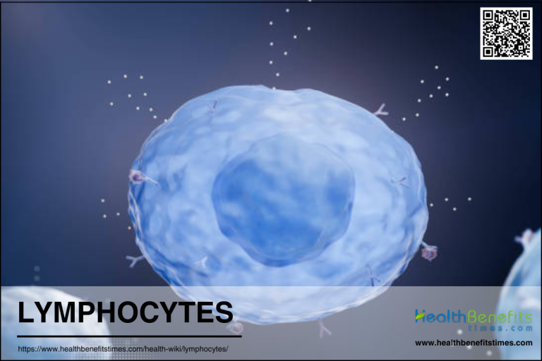 Lymphocytes: Function, Definition, Levels & Ranges - Health Benefits