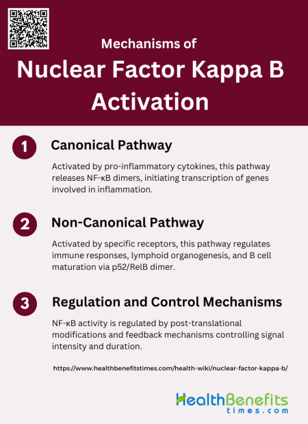 What Is Nuclear Factor Kappa B (NF-κB) - Health Benefits
