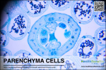 What is Parenchyma Cells: Definition, Types, Structure and Functions ...