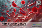 What is Red Blood Cells (RBC): Their Structure and Function and normal ...