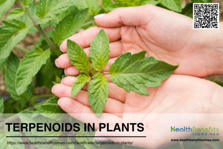 What is Terpenoids in plants? - Health Benefits