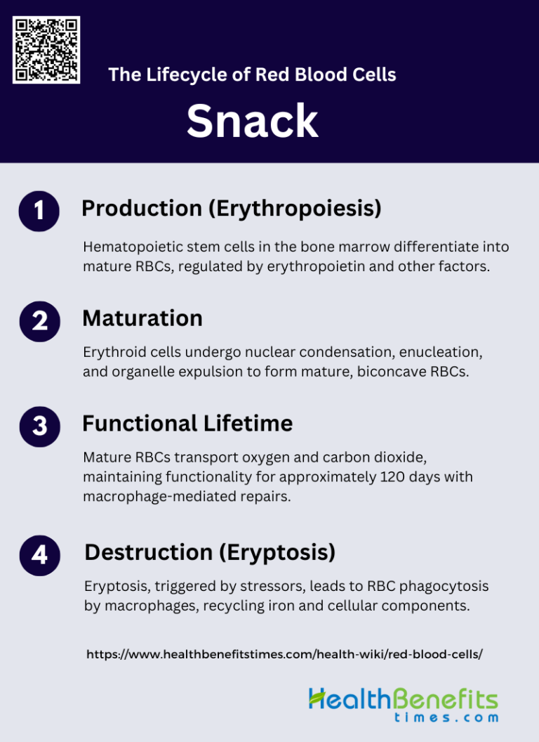 What is Red Blood Cells (RBC): Their Structure and Function and normal ...