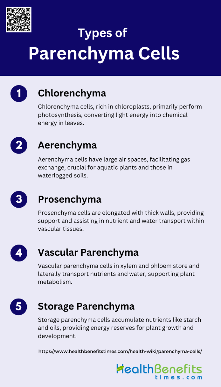 What is Parenchyma Cells: Definition, Types, Structure and Functions | Health Benefits