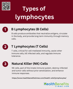 Lymphocytes: Function, Definition, Levels & Ranges - Health Benefits