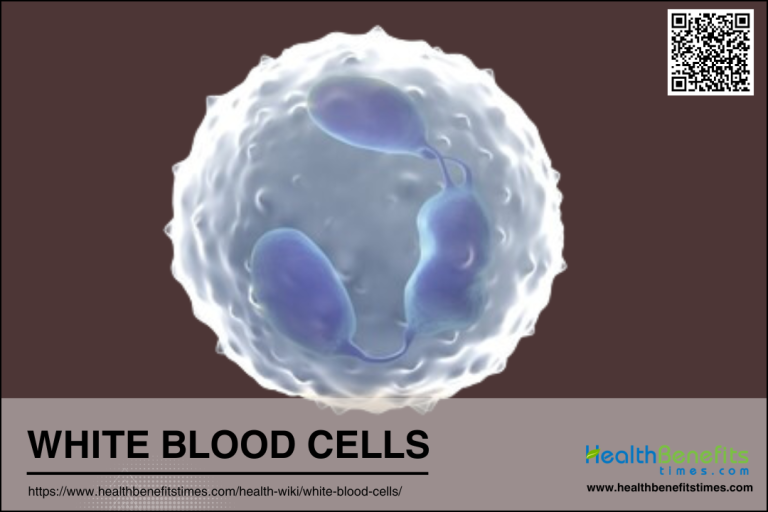 What is White Blood Cells (WBC): Types, Function and Normal Ranges ...