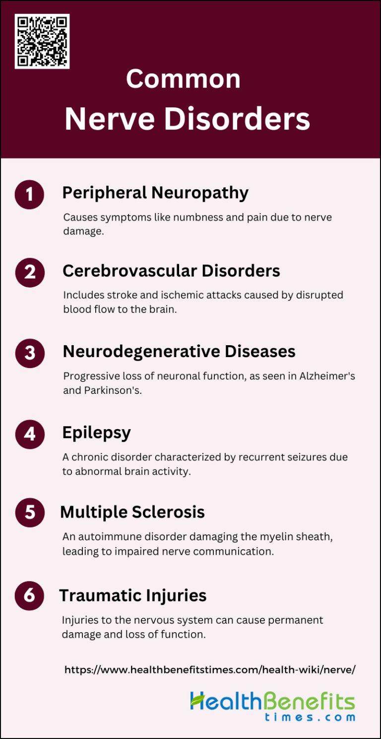 What Is A Nerve? Structure, Function, Types - Health Benefits