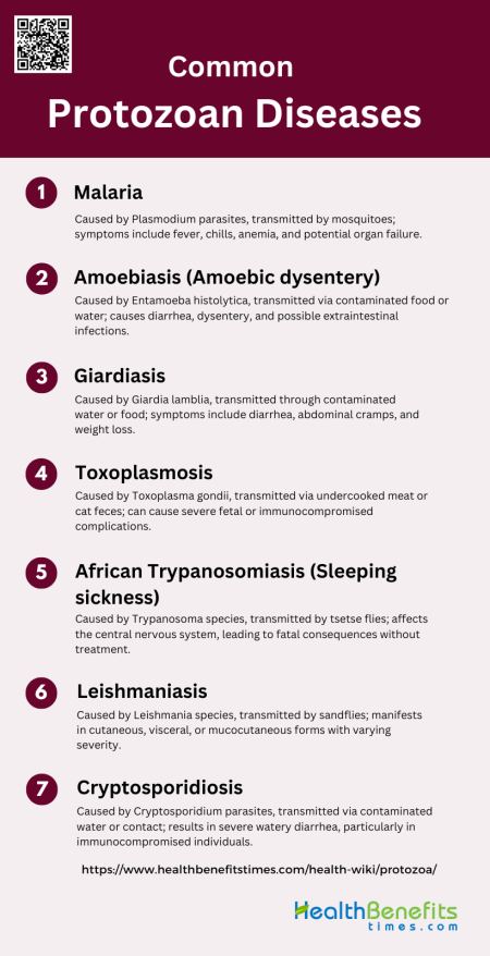 What is Protozoa: Types and Risks - Health Benefits