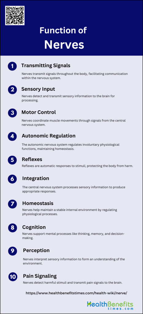 What Is A Nerve? Structure, Function, Types - Health Benefits