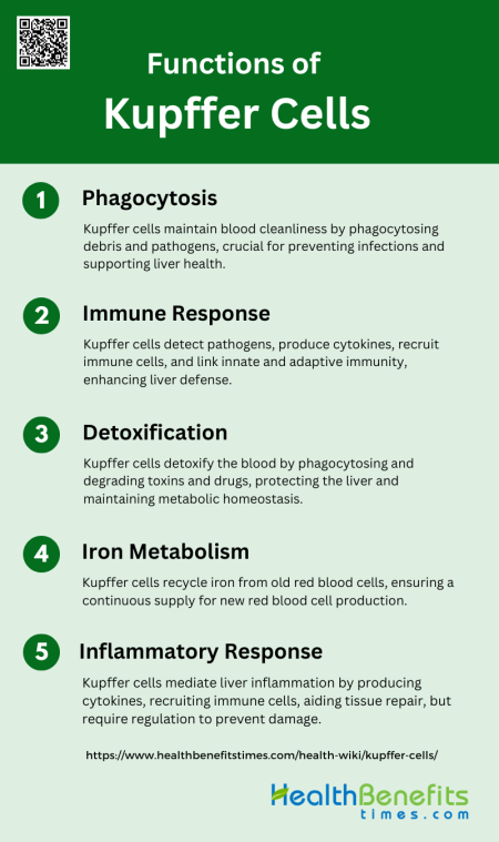 What are Kupffer cells? | Health Benefits