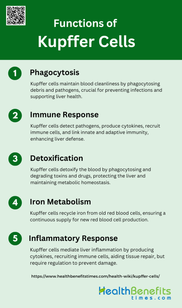 What are Kupffer cells? | Health Benefits