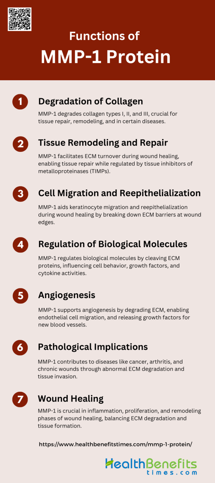 What is MMP-1 Protein: Structure, and Function - Health Benefits