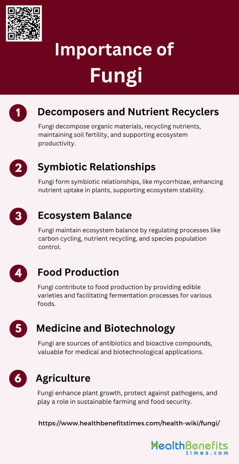 What are Fungi: Types and Characteristics - Health Benefits