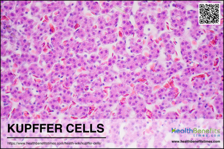What are Kupffer cells? - Health Benefits