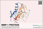What is MMP-1 Protein: Structure, and Function - Health Benefits