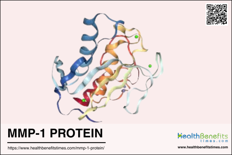 What is MMP-1 Protein: Structure, and Function - Health Benefits