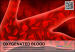 What is Oxygenated blood? - Health Benefits