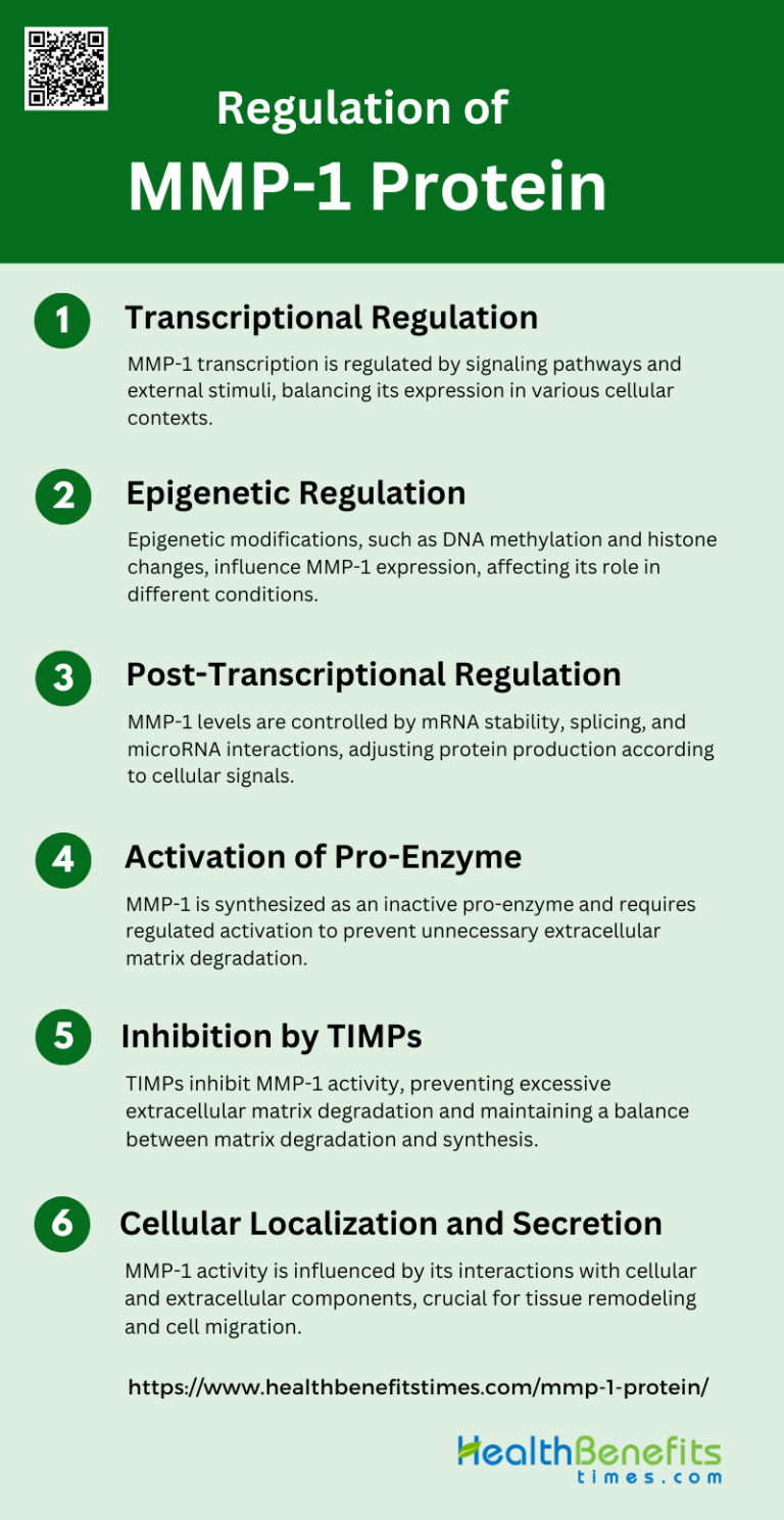 What is MMP-1 Protein: Structure, and Function - Health Benefits