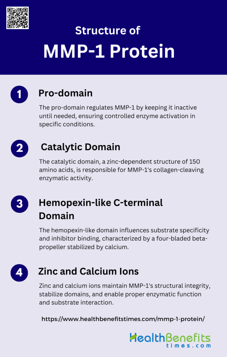 What is MMP-1 Protein: Structure, and Function - Health Benefits