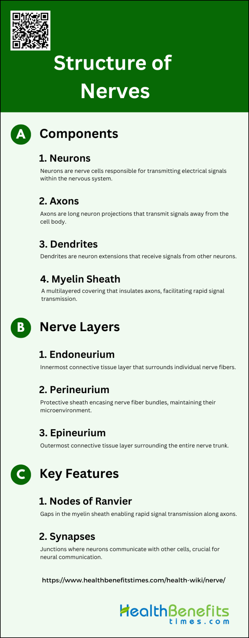What Is A Nerve? Structure, Function, Types - Health Benefits
