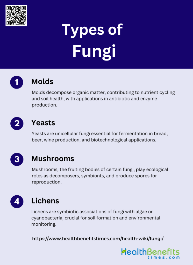 What are Fungi: Types and Characteristics - Health Benefits