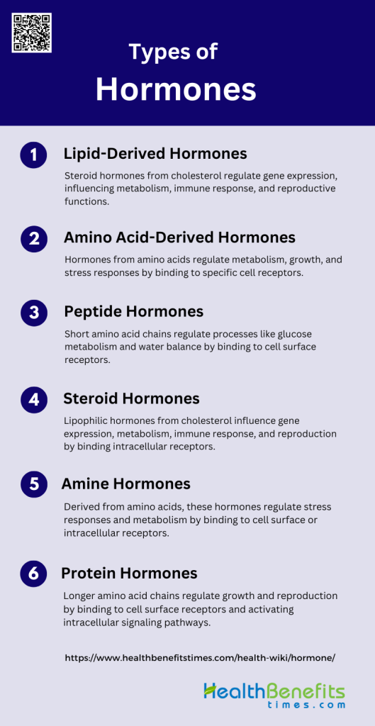 Types of Hormones | Health Benefits