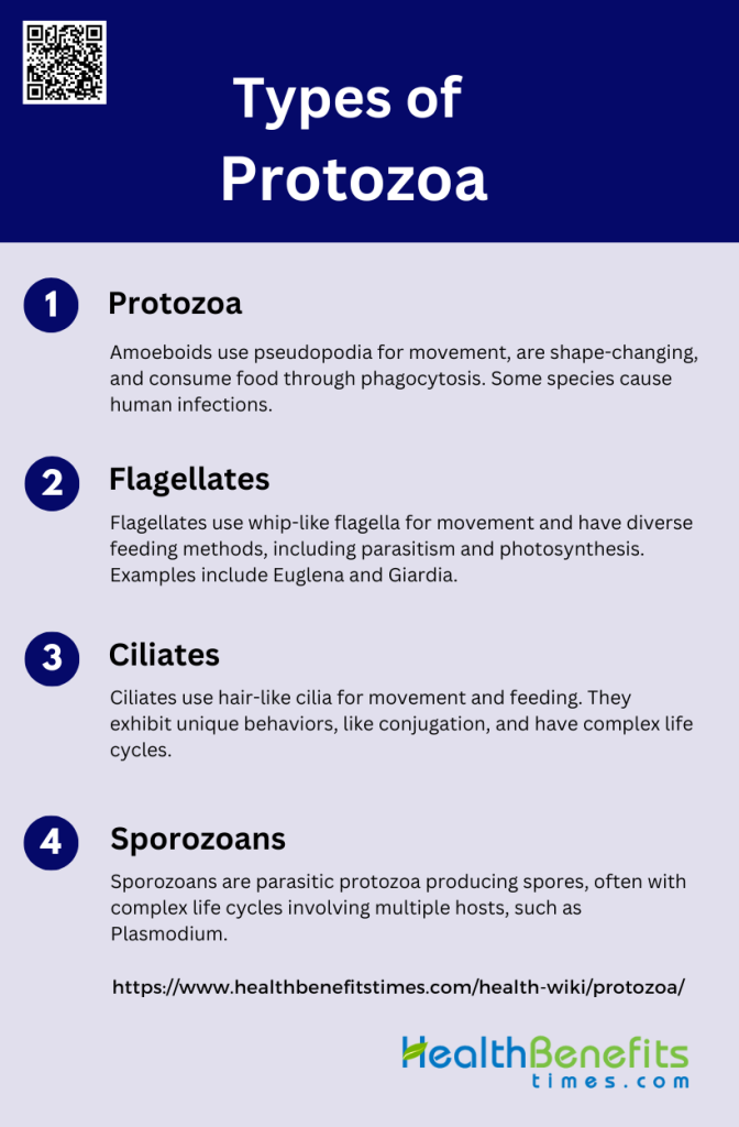 What is Protozoa: Types and Risks - Health Benefits