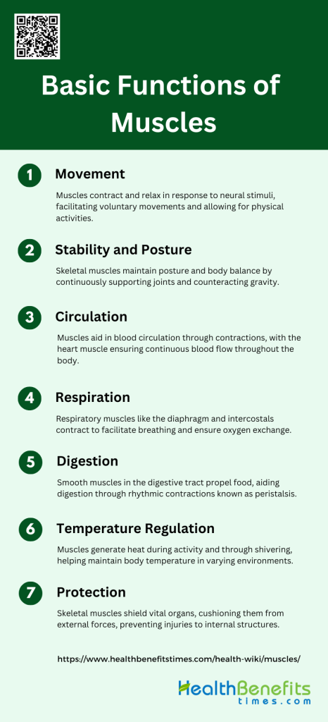 Basic Functions of Muscles | Health Benefits