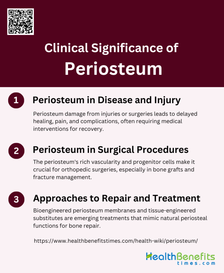 What is Periosteum: Anatomy & function - Health Benefits
