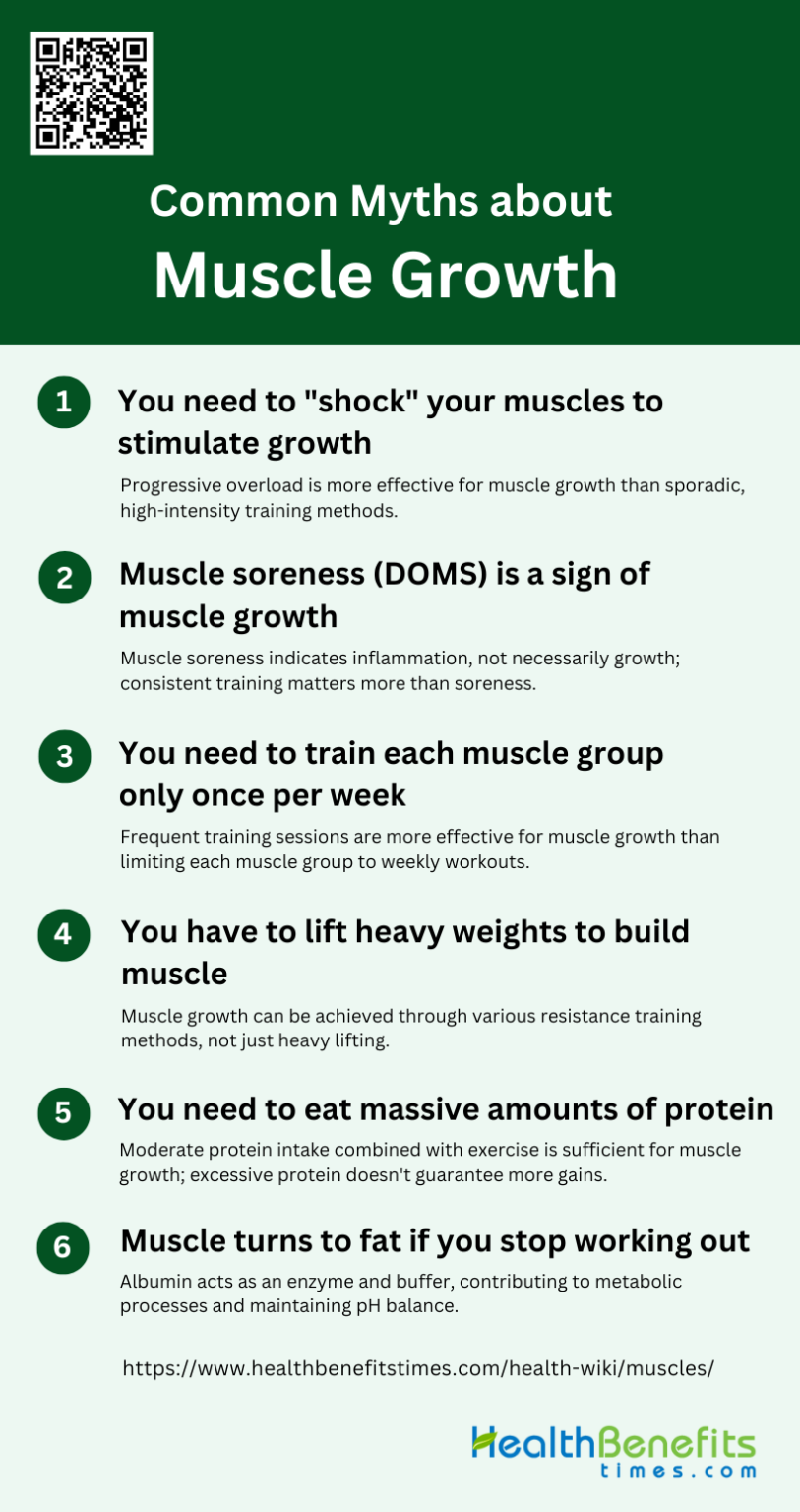 What are Muscles: Types, composition and development - Health Benefits