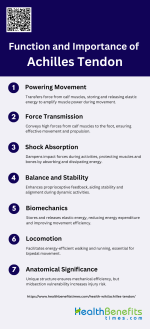 What is Achilles Tendon? - Health Benefits