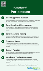 What is Periosteum: Anatomy & function - Health Benefits
