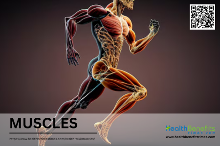 What are Muscles: Types, composition and development - Health Benefits
