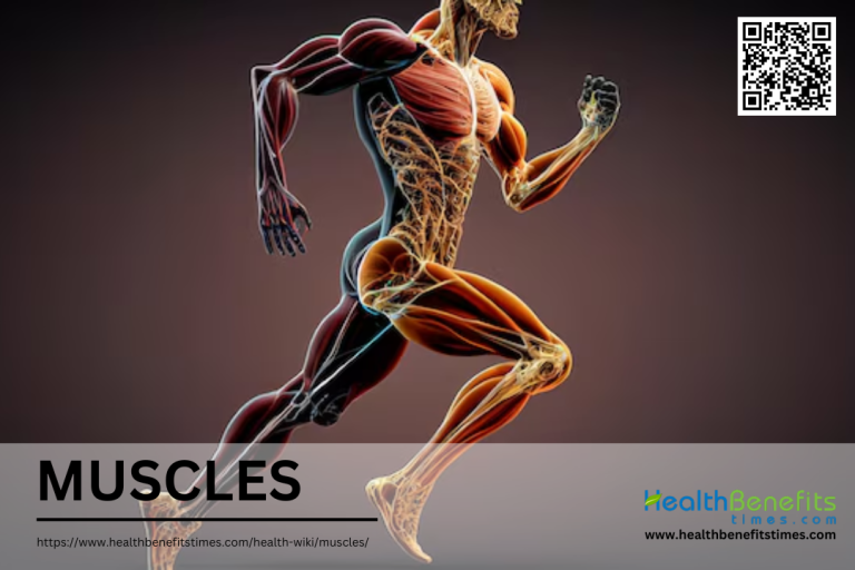 What are Muscles: Types, composition and development - Health Benefits
