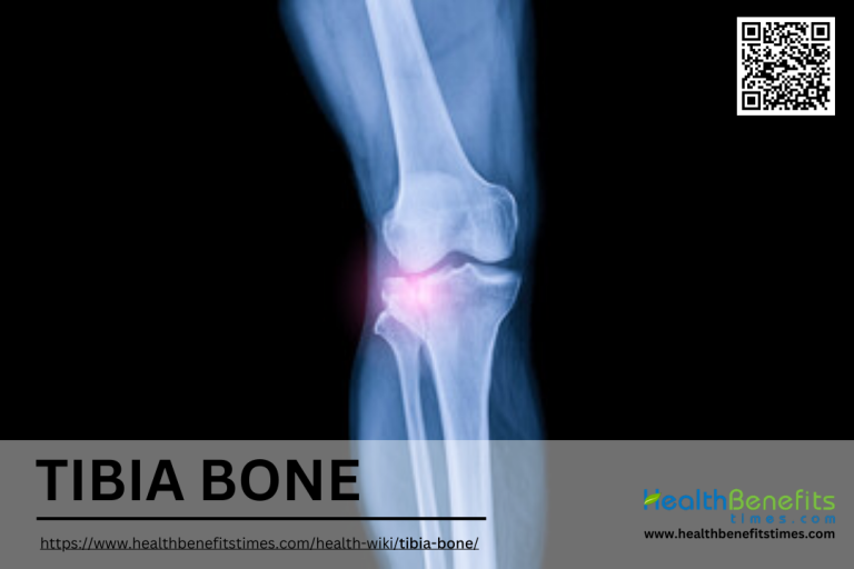 What is Tibia Bone: Function, location - Health Benefits