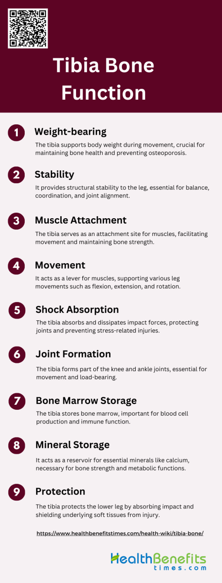 What is Tibia Bone: Function, location - Health Benefits