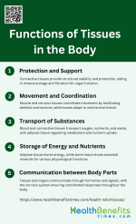 What are Tissues: Types and Functions - Health Benefits
