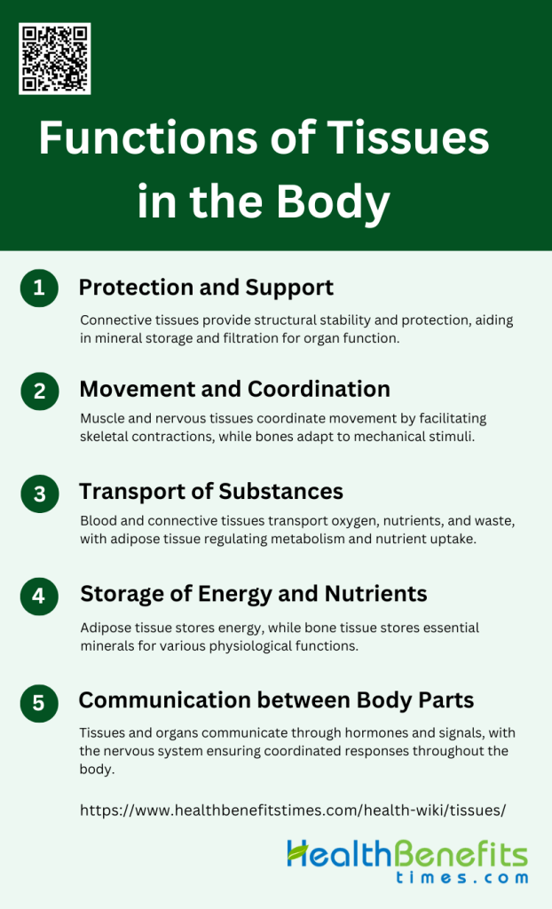 What are Tissues: Types and Functions - Health Benefits
