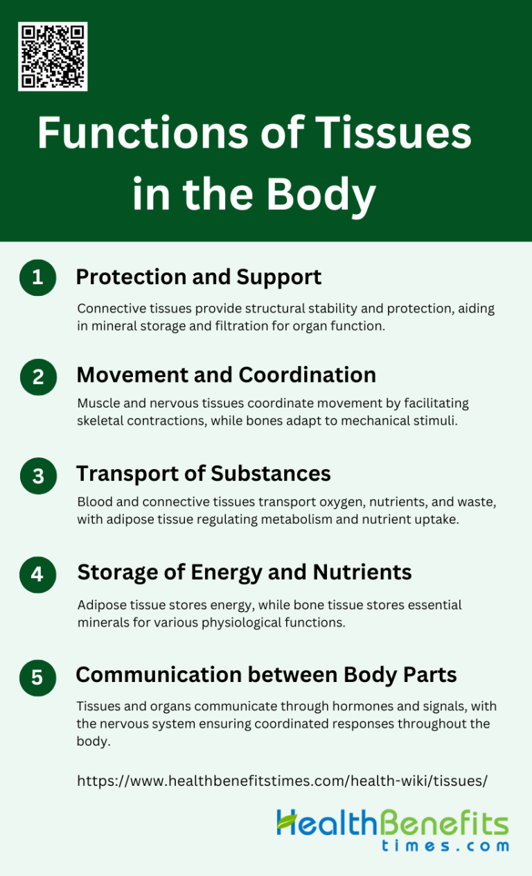 What are Tissues: Types and Functions - Health Benefits